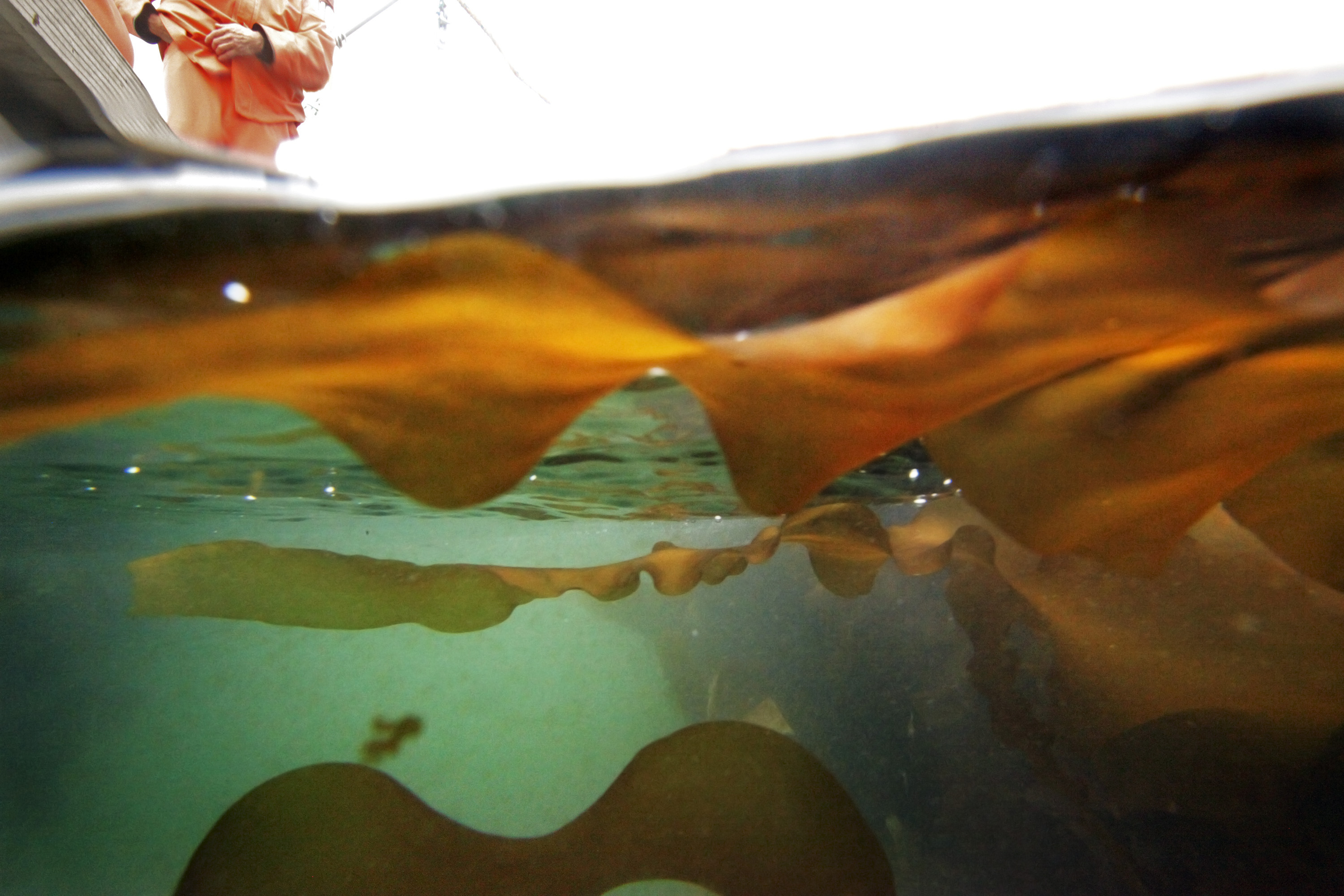 EATIP SEAWEED FORUM: New Developments in the Cultivation of Seaweed and ...